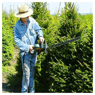 South London Christmas Tree Farm – Real Christmas Trees for London and Kent